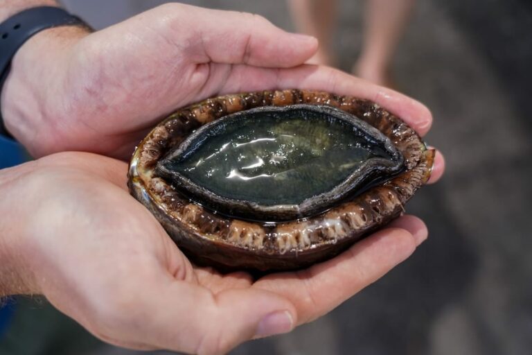 Big Island Abalone: Visiting Hawaii's Most Famous Aquafarm