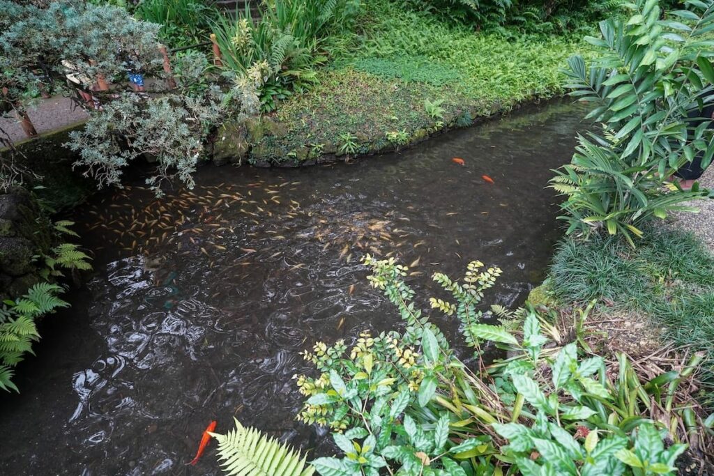 Byodo-In Temple: How to Visit, Practical Info, & Quick Tips